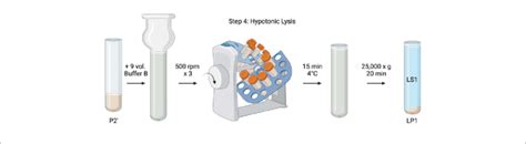 Hypotonic Lysis Schematic Of Step The Hypotonic Lysis Of Download Scientific Diagram