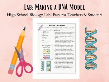 DNA Model Lab Easy And Inexpensive Biology Life Science Lab TPT