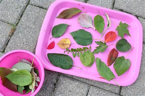 Simple Prebabe Science Leaf Matching Activity Babe Time Snippets