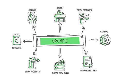 유기 관련 개체 및 요소 손으로 그린 벡터 낙서 일러스트 레이션 컬렉션 손으로 그린 아이콘 세트입니다 아이콘에 대한 스톡 벡터 아트 및 기타 이미지 Istock