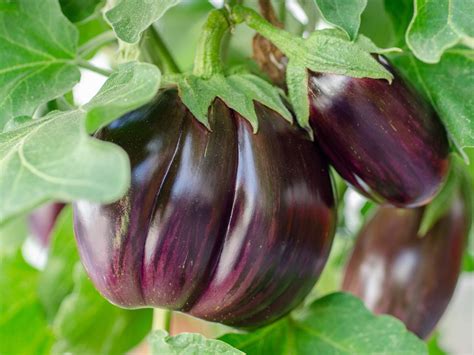 Щоб баклажани не гірчили ось як правильно потрібно поливати овоч