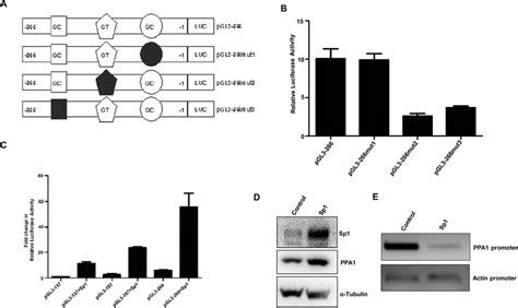 Sp1 Regulates PPA1 Expression And Alters Chromatin Accessibility A
