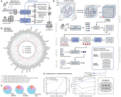 Ai Powered Virtual Tissues From Spatial Proteomics For Clinical