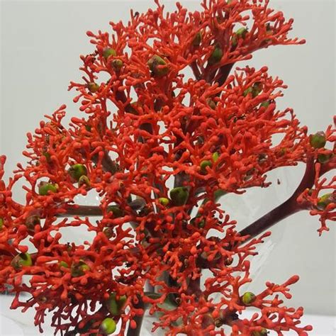 荷兰红珊瑚花 红珊瑚花 大山谷图库