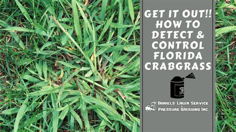 How To Detect And Control Florida Crabgrass Welcome To Daniels Lawn Service Of Orlando