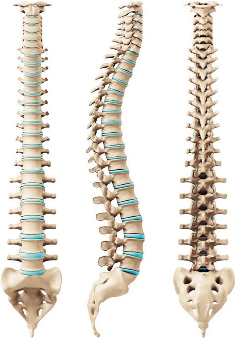 Types Of Bones Learn Skeleton Anatomy Artofit