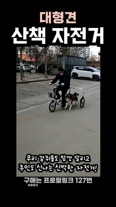 대형견 산책 자전거 Youtube