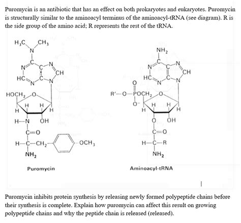 Solved Puromycin Is An Antibiotic That Has An Effect On Both
