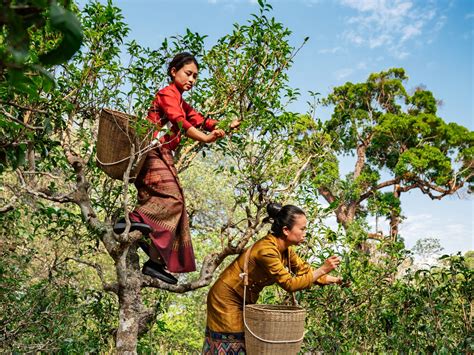 Some Trees May Social Distance To Avoid Disease National Geographic