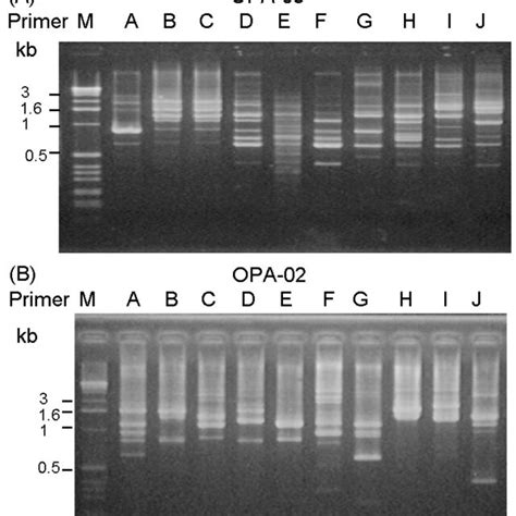 Random Amplified Polymorphic Dna Rapd Patterns Generated By
