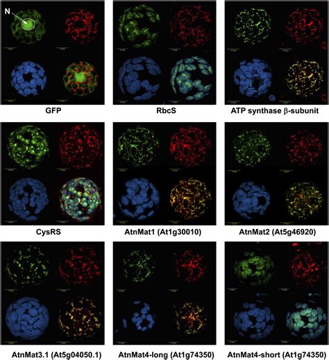 Atnmat2 A Nuclear Encoded Maturase Required For Splicing Of Group Ii Introns In Arabidopsis