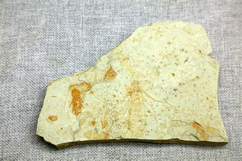 Insect Fossils Are On A Rock Stock Image Image Of Rocks Level 371155609