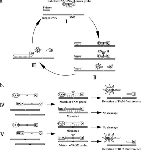 Illustration Of Cycling Probe Technology Using Real Time Pcr For Snp