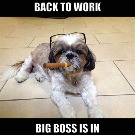 Work Animal Memes Happy Monday And Happy Dog Meme Monday