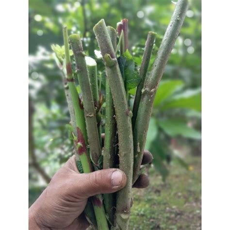 Jual 1 Batang Stek Muda Singkong Papua Telo Papua Pakan Ternak Shopee Indonesia
