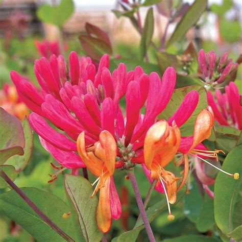 Spring Hill Nurseries 4 In Pot Goldflame Honeysuckle Lonicera Vine