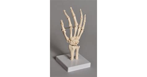 Human Hand Model