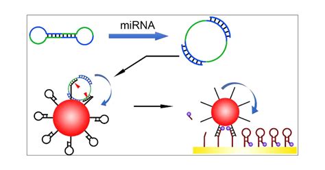 Roll To Roll Dna Nanomachine For Ultrasensitive Electrochemical Determination Of Mirna Langmuir