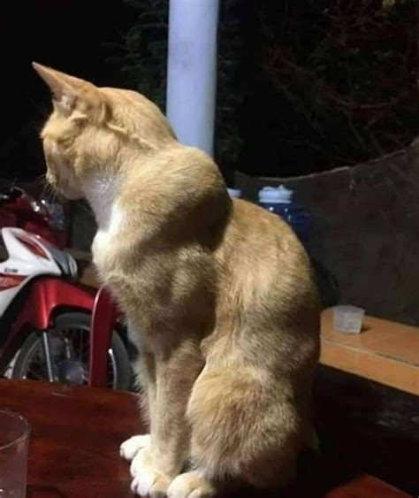 포텐간 근육고양이 보고 찾아봤다 포텐 터짐 최신순 에펨코리아