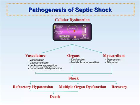 Sepsis And Septic Shock Ppt