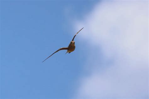 ツバメチドリ 山崎川鳥撮会