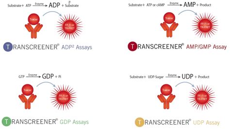Cambio Excellence In Molecular Biology Hts Assays