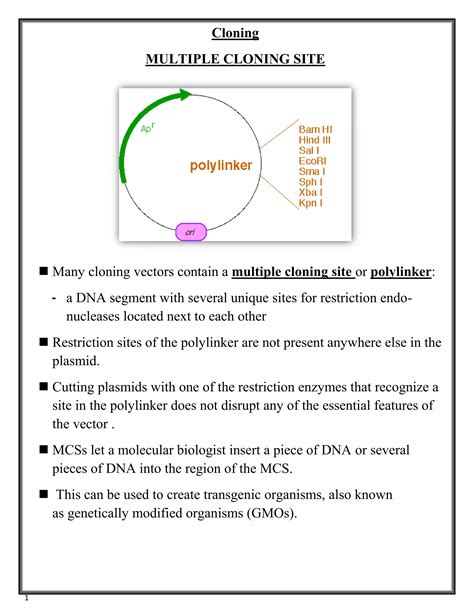Multiple Cloning Site And Bacteriophage Lambda λ Phage Pdf