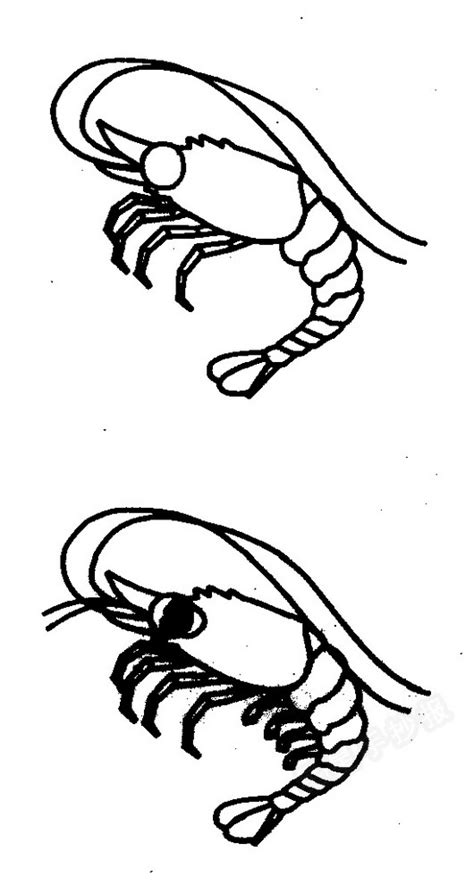 虾米简笔画图片 虾米图片简笔画 虾米简笔画 第4页 大山谷图库