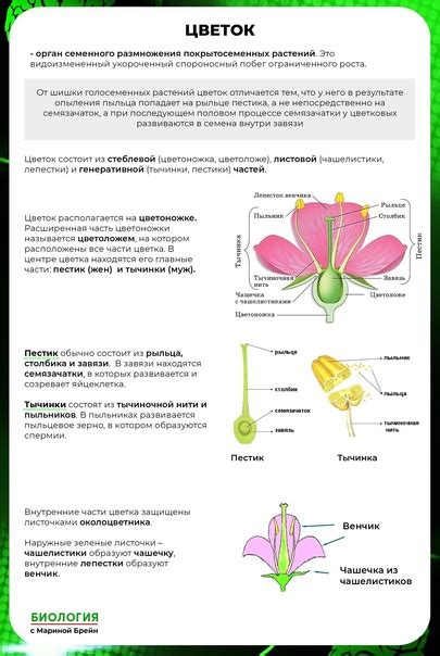 Генеративные органы растения — цветок плод и семя В этих картинках вся основная информация про