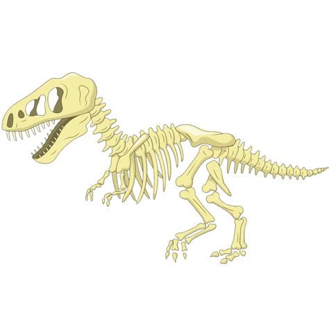 Fossils PNG Transparent Images