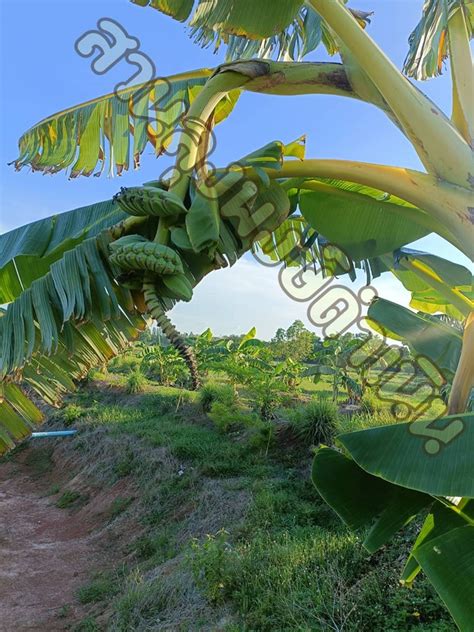 กล้วยเทพพนม สวนลุงพงษ์ดำเนิน บริการเก็บเงินปลายทาง