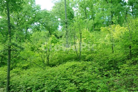 여름 울창한 자연 초록 숲속 사진이미지일러스트캘리그라피 양치질작가