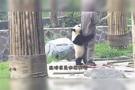大熊猫：劳资是国宝靠着你坐，你还敢推我！委屈巴巴巴巴劳资国宝