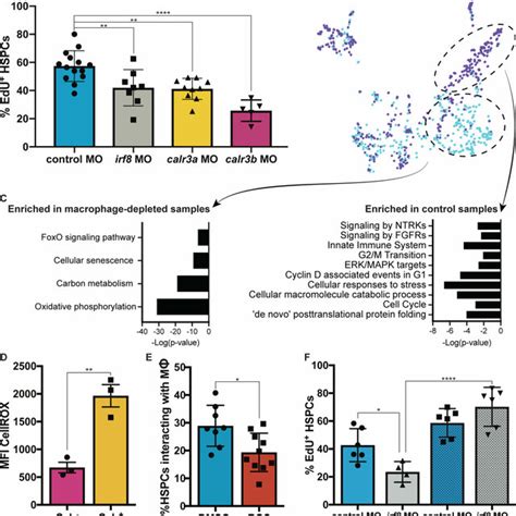 Macrophages Buffer Hspc Stress And Regulate Hspc Expansion Download