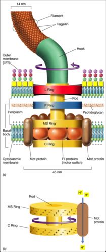 Structure And Function Of The Flagella Flashcards Quizlet