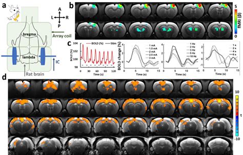 bold fmri responses induced with left forepaw electrical stimulation