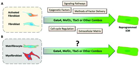 Progresses And Challenges Of Direct Cardiac Reprogramming In Vitro A Download Scientific