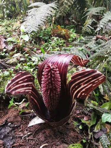 Gorgonidium Striatum · Inaturalist