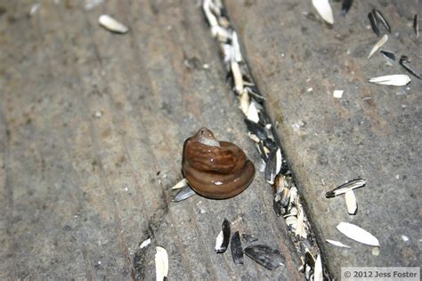 Sluggin Along Mating Slugs Copulation Sperm Exchange Part 1