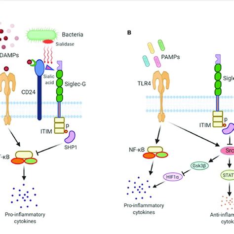 Pdf The Role Of Siglec G On Immune Cells In Sepsis