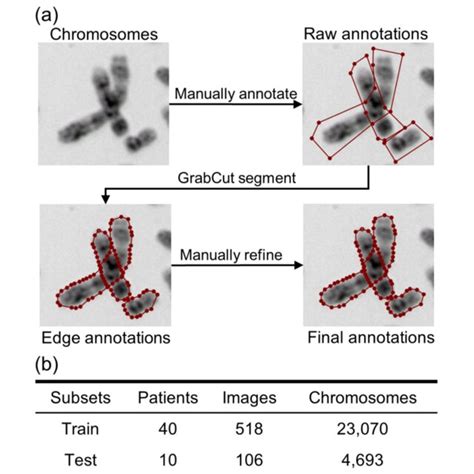 Pdf Chromosome Detection In Metaphase Cell Images Using Morphological Priors