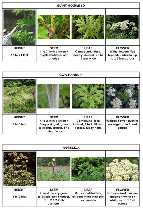 Cow Parsnip Difference From Giant Hogweed Uk