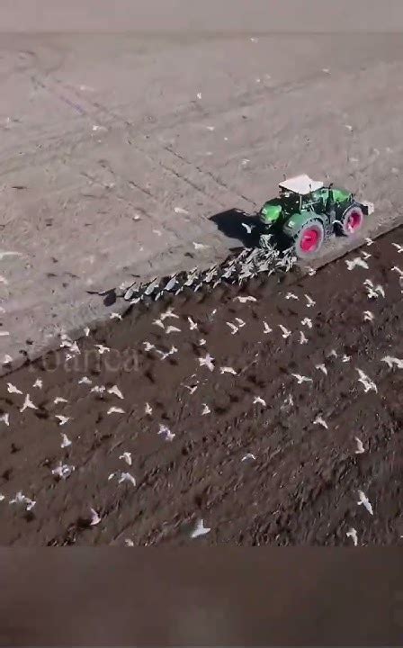 트랙터로 밭을 가는 순간 지렁이를 먹어러 온 새들무한리필이다ㅎㅎ 😂 Youtube