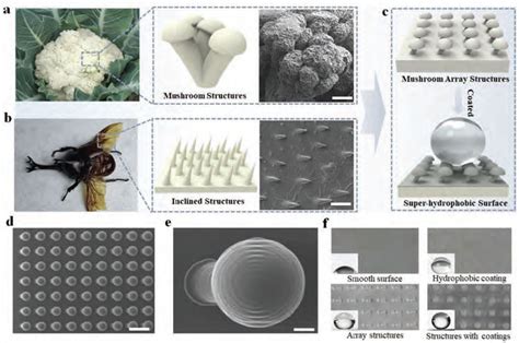 Researchers Print Tiny Mushroom Structures To Repel Water Drops 3d Printing