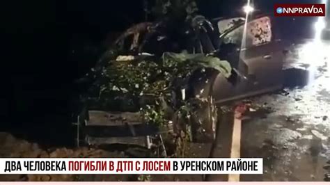 ДТП с лосем двое погибли