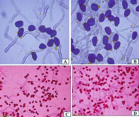 A B In Vitro Germination Of Fresh Pollen C D In Vitro