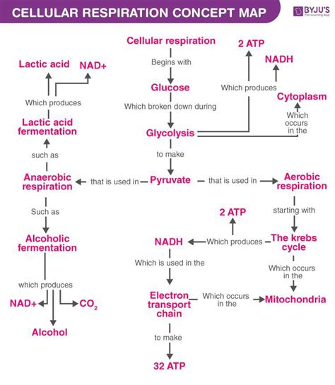 Unraveling Cellular Respiration Color By Number With Answer Key