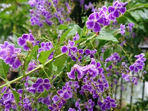 デュランタの花言葉と育て方花の種類や開花時期見頃の季節は HORTI ホルティ by GreenSnap