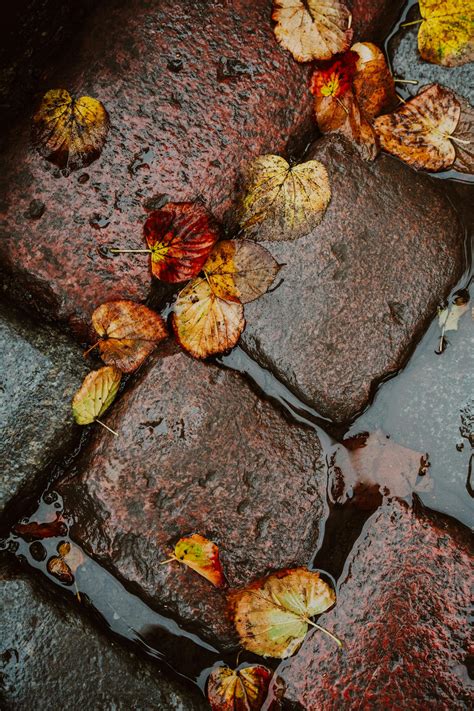 Cobblestone Texture Photos Download The Best Free Cobblestone Texture