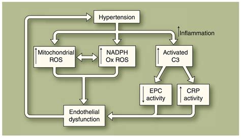 Vascular Endothelial Function And Hypertension Insights And Directions